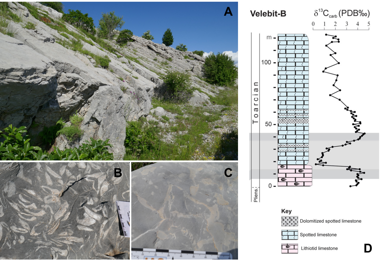 The environmental record of an early Jurassic carbonate platform - NERC ...